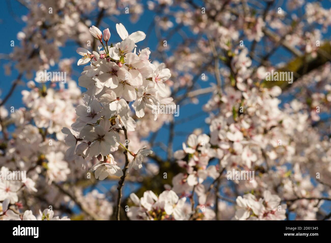 Flowers of japanese cherry tree, full bloom in spring time Stock Photo ...