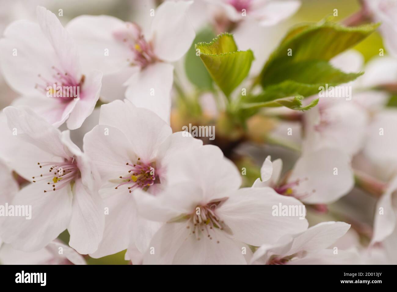 Flowers of japanese cherry tree, full bloom in spring time Stock Photo ...
