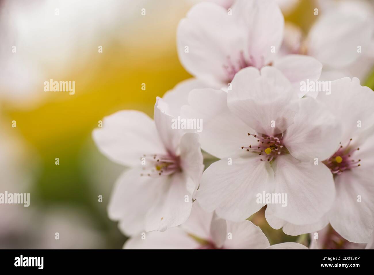 Flowers of japanese cherry tree, full bloom in spring time Stock Photo ...
