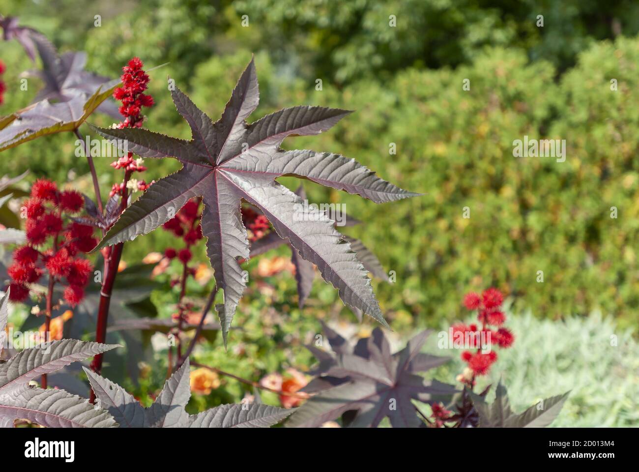 Castor bean growth hi-res stock photography and images - Alamy