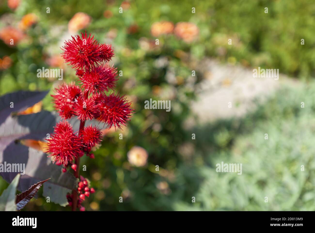 Castor Bean flower, castor oil plant Stock Photo - Alamy