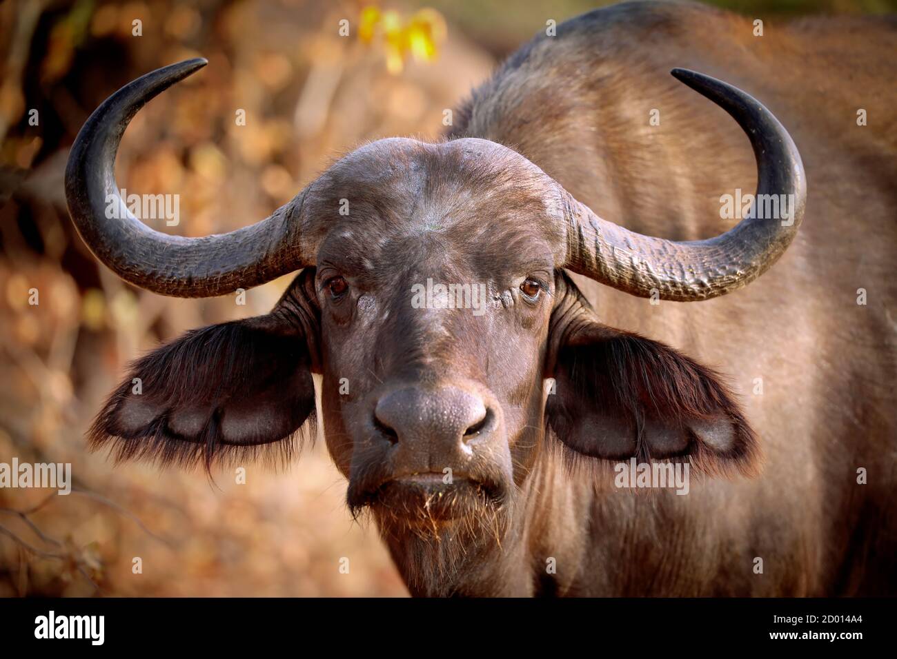 Afrikanischer buffel hi-res stock photography and images - Alamy