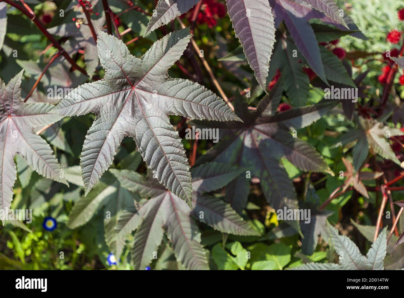 Castor Bean flower, castor oil plant Stock Photo - Alamy