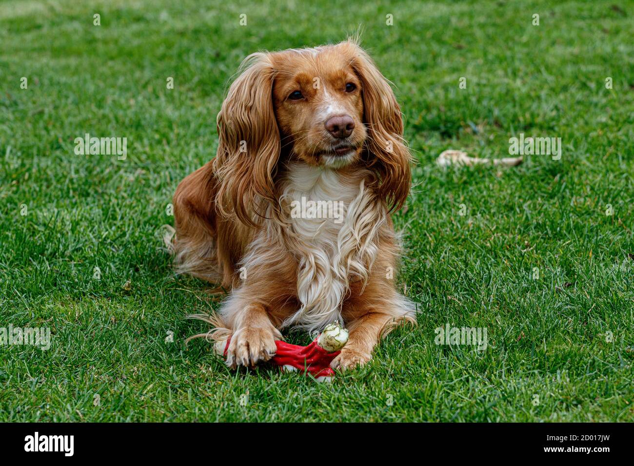 Basc training hi-res stock photography and images - Alamy