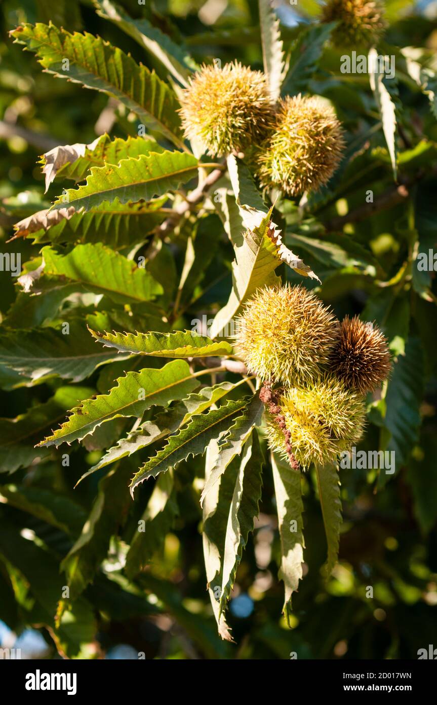 Edible nuts of chestnut tree, Castanea of the beech family Stock Photo ...