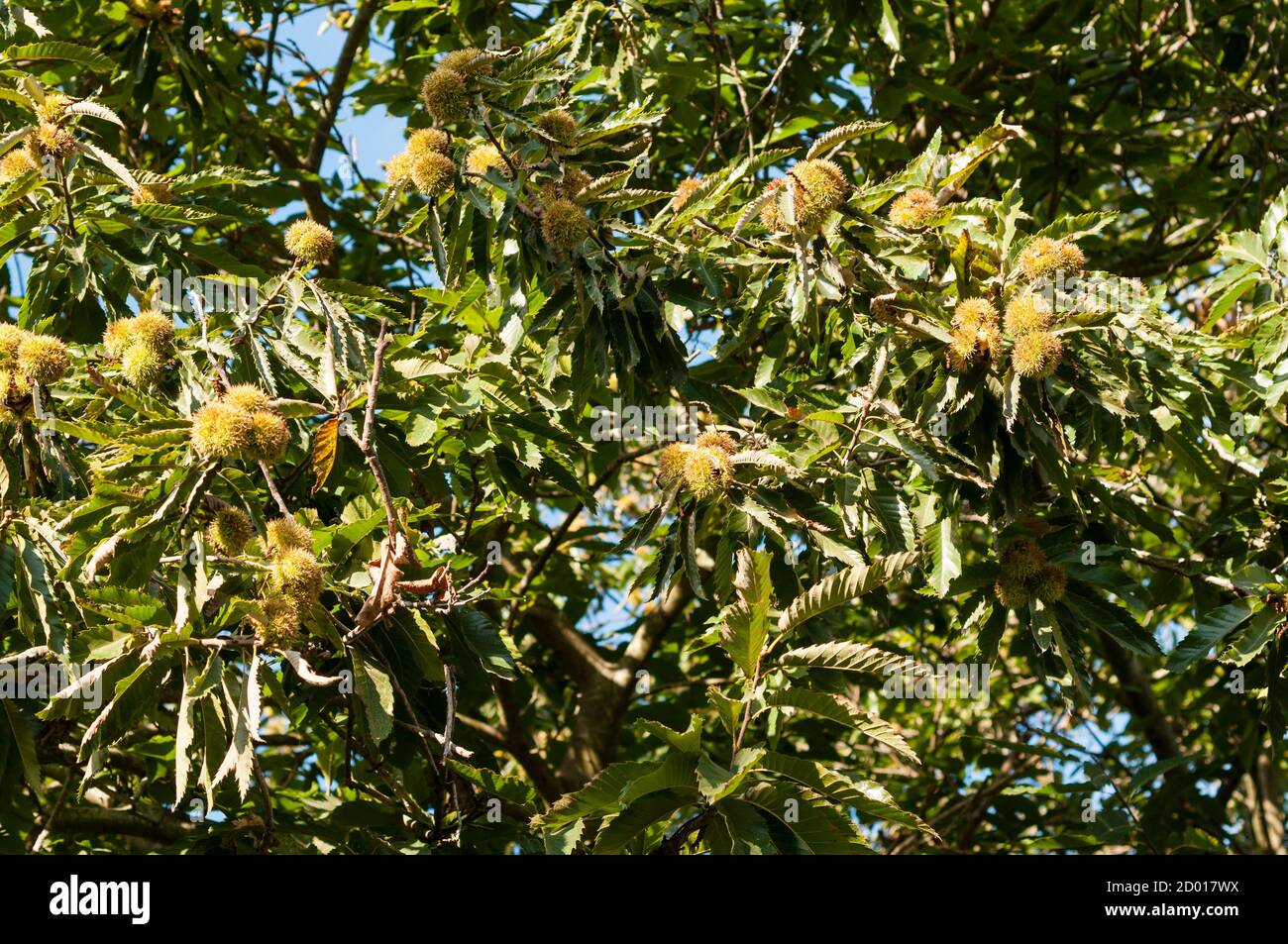 Edible nuts of chestnut tree, Castanea of the beech family Stock Photo ...