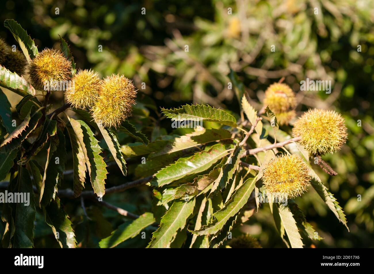 Edible nuts of chestnut tree, Castanea of the beech family Stock Photo ...