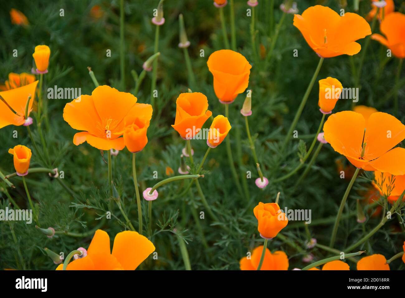 orange poppies blooming during springtime Stock Photo - Alamy