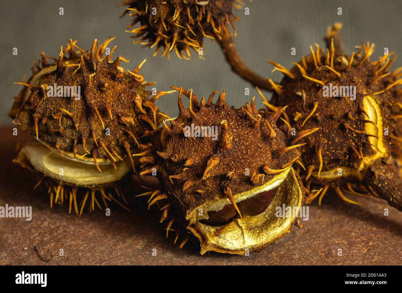 Chestnuts with the prickly outer shell Stock Photo - Alamy