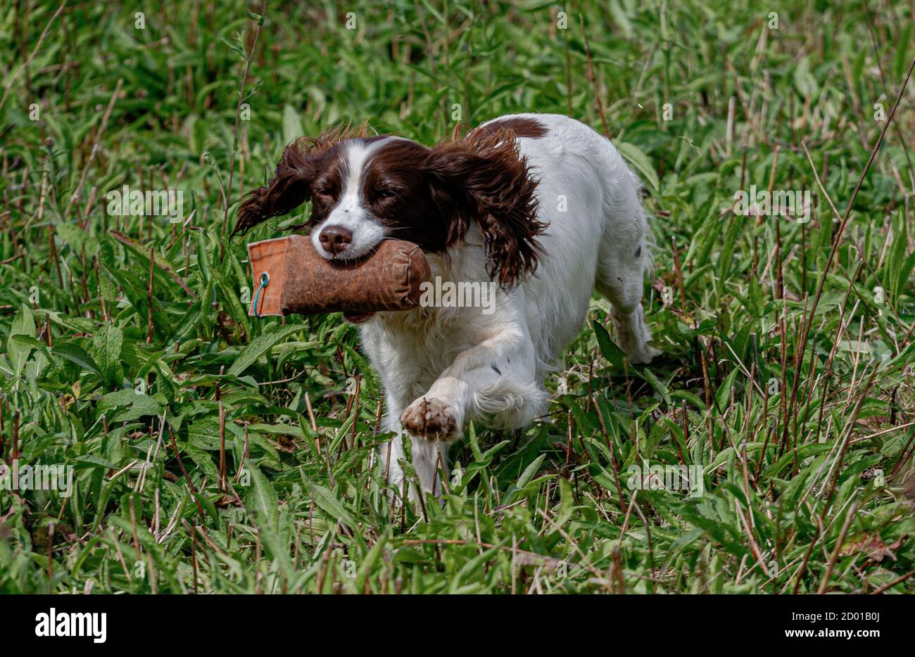 Basc training hi-res stock photography and images - Alamy