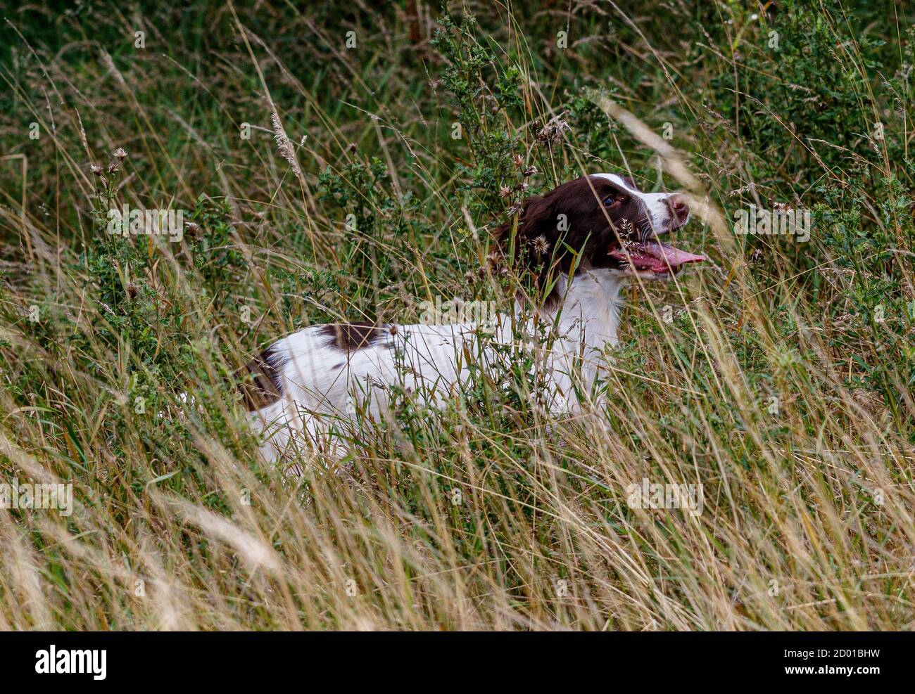 Springer and cocker spaniels gun dog training retrieving dummies to ...