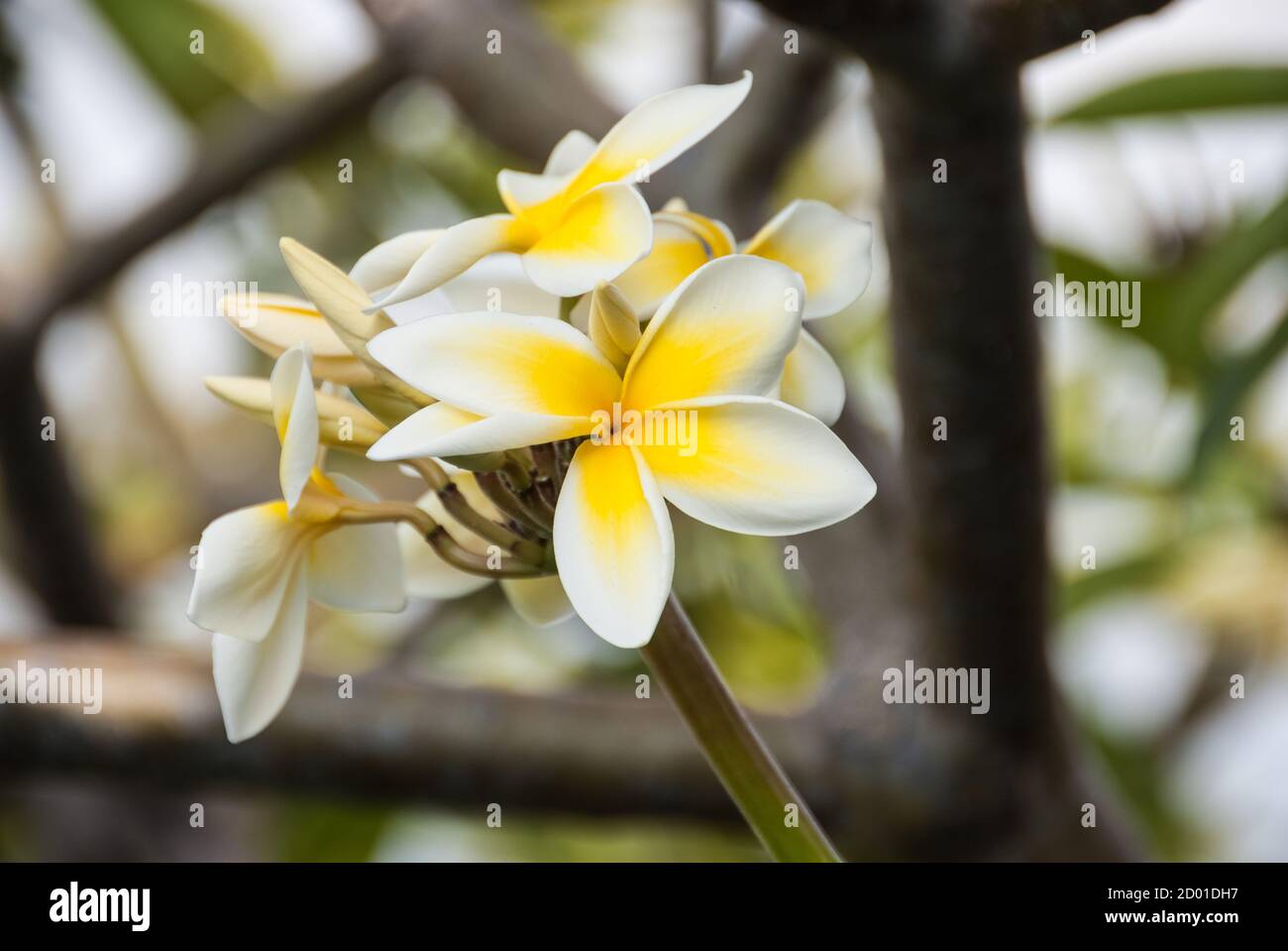 Plumeria tree hawaii hi-res stock photography and images - Alamy