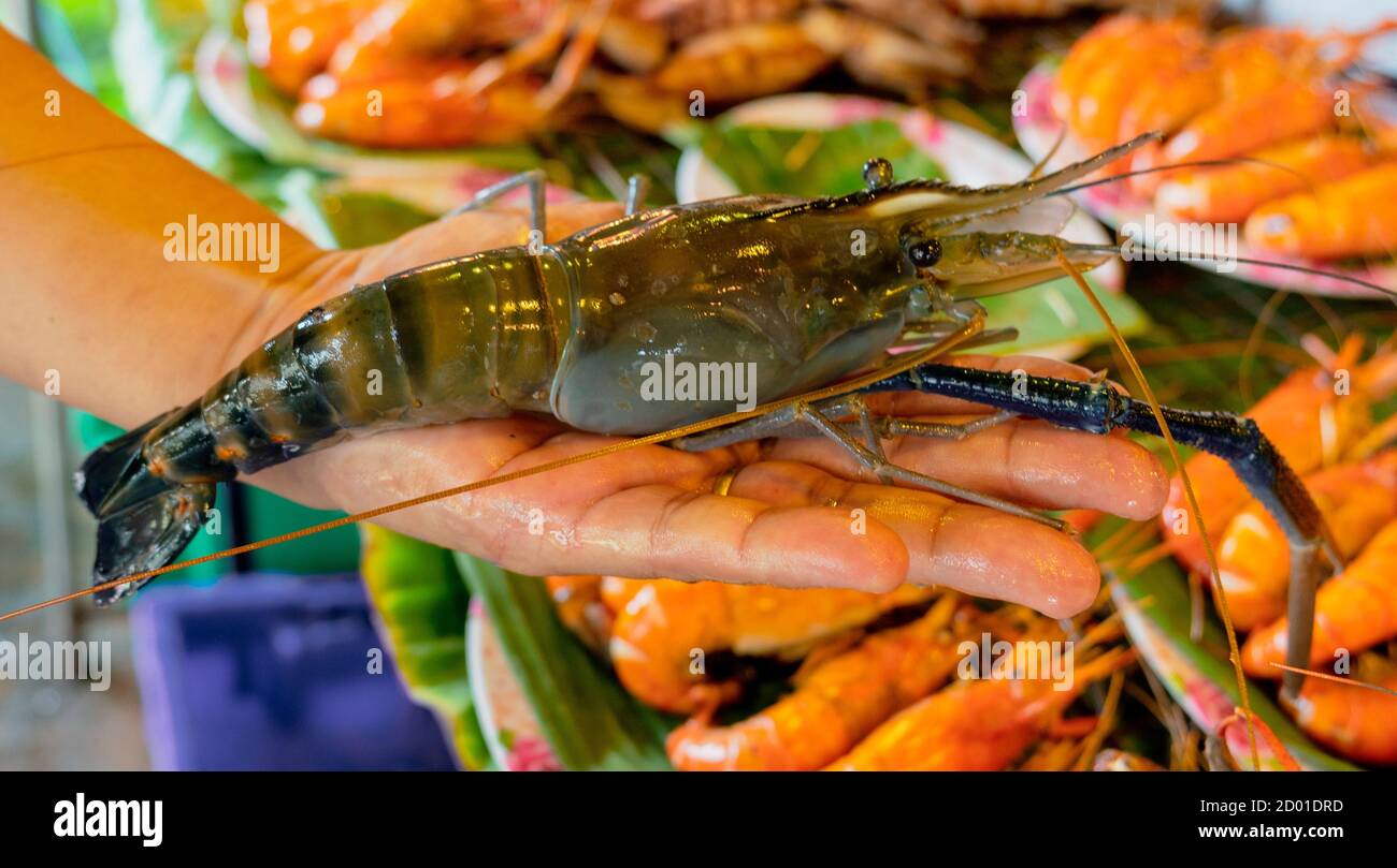 Hand holds giant prawn at fish market in Bangkok, Thailand Stock Photo ...