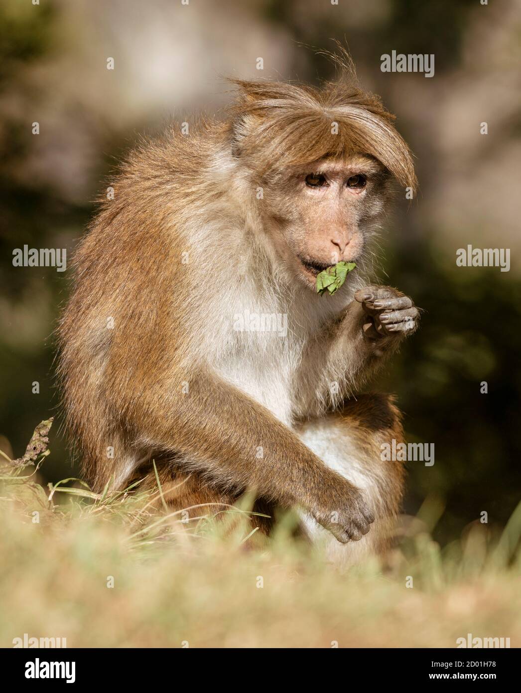 Monkey In Wild Eats Leaf For Food Source Stock Photo - Alamy