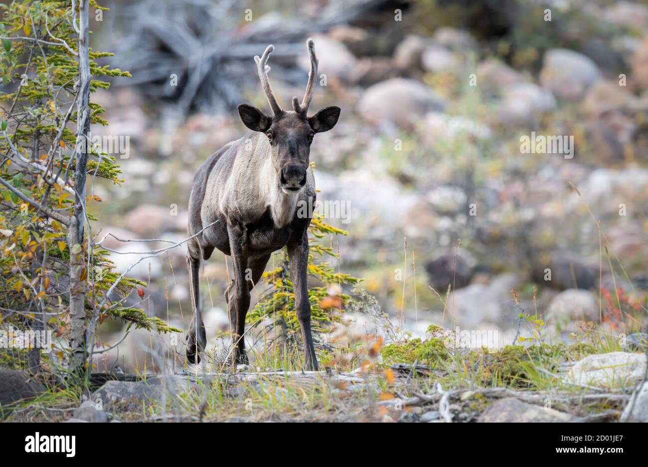 Caribou in the wild Stock Photo - Alamy