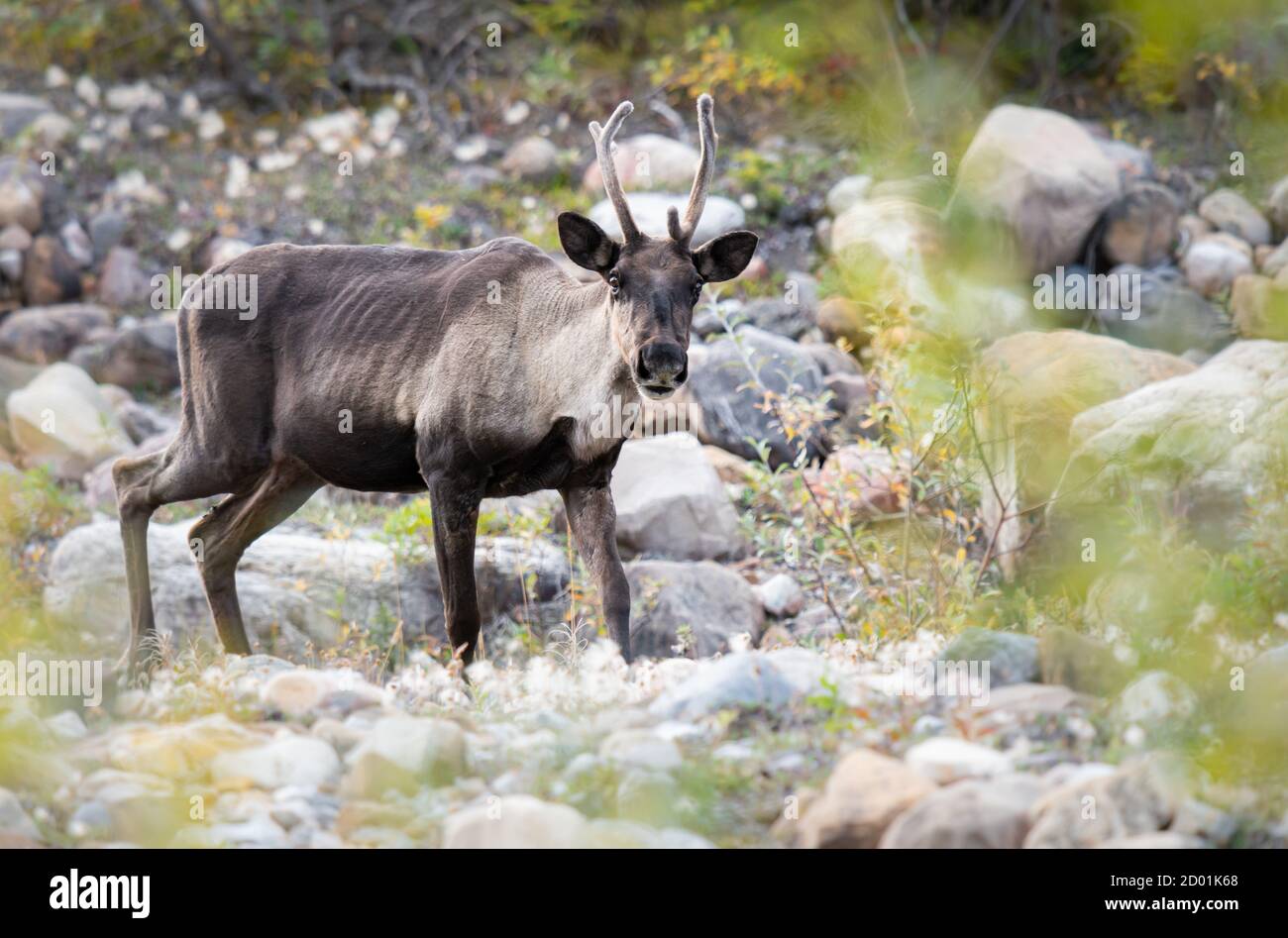 Caribou in the wild Stock Photo - Alamy
