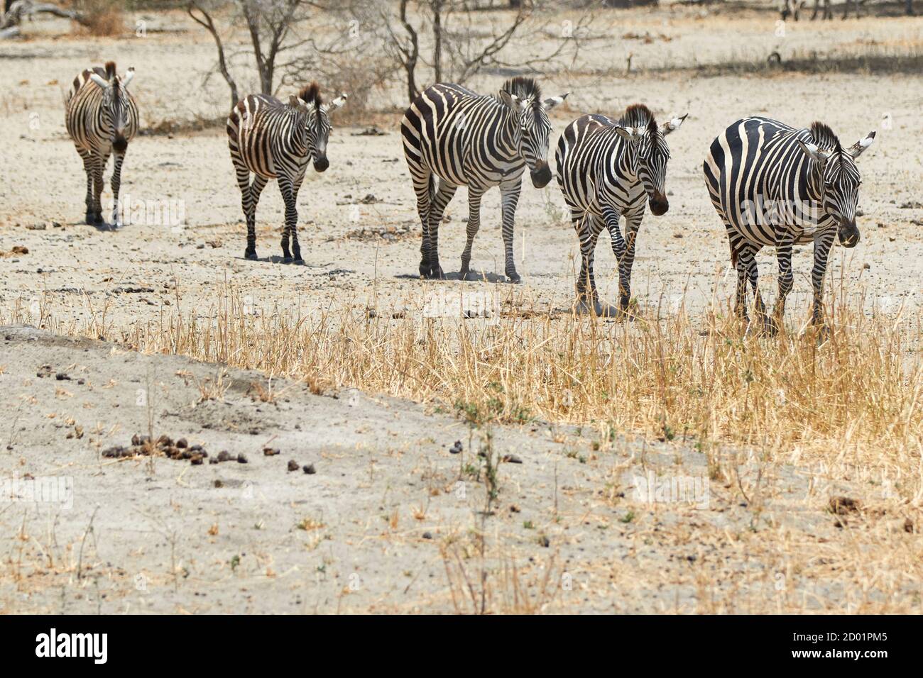Five zebra's in a row walking inside the Tarangire National Park ...