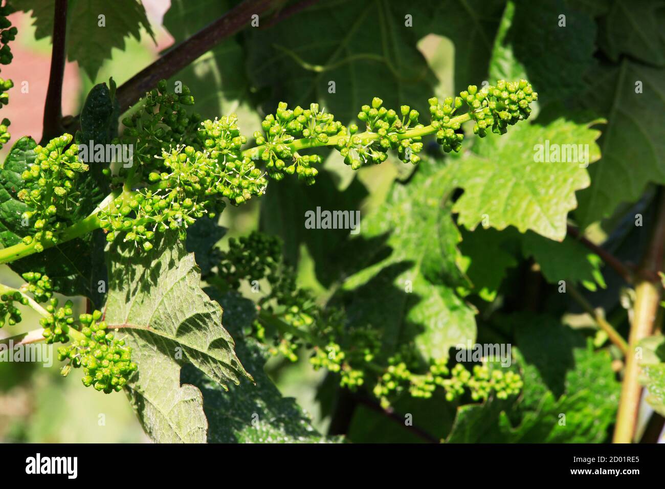 Grape vine flower buds in hi-res stock photography and images - Alamy