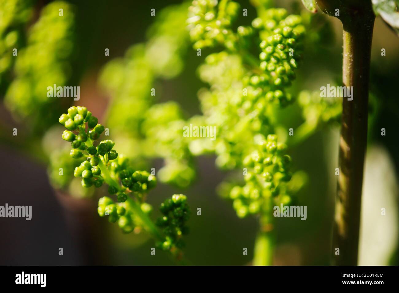 Grape vine flower buds in hi-res stock photography and images - Alamy