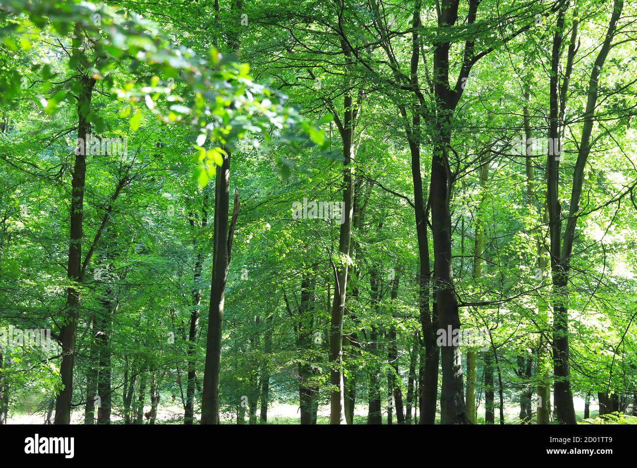 Kings Wood, in Challock, near Wye, Kent, UK Stock Photo - Alamy