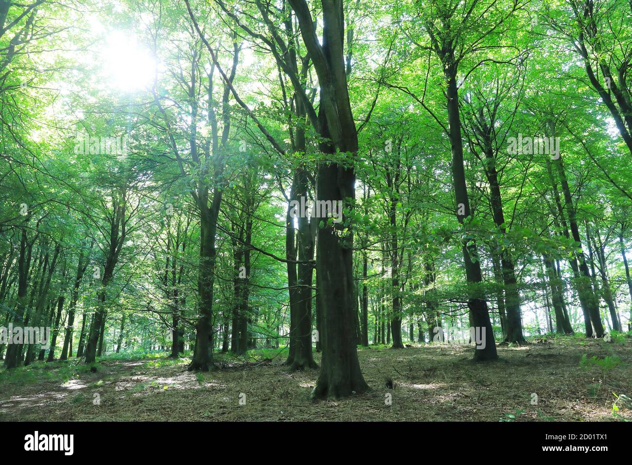 Kings Wood, in Challock, near Wye, Kent, UK Stock Photo - Alamy