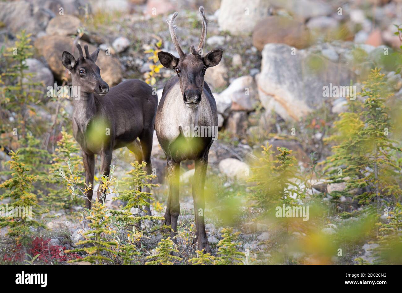 Caribou in the wild Stock Photo - Alamy