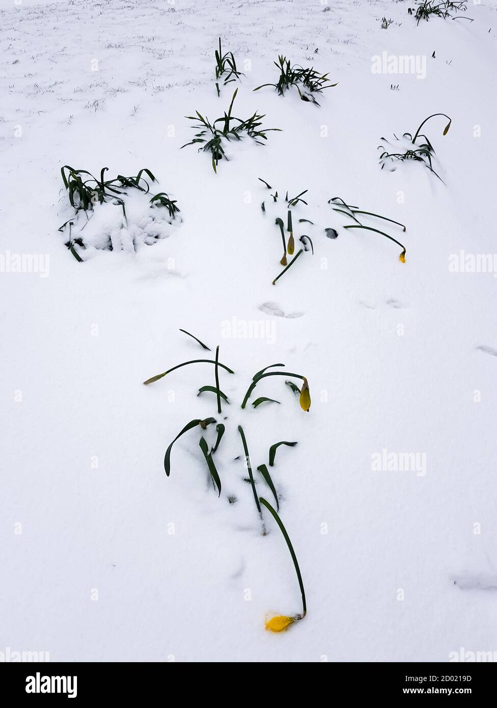 Plants covered by snow Stock Photo - Alamy