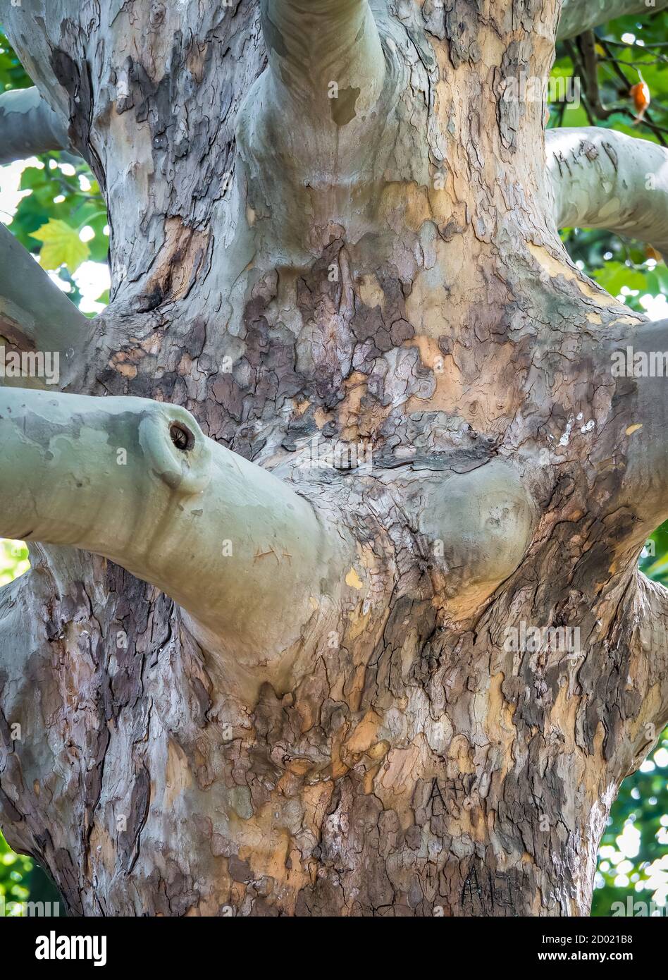 Patterned bark of a Platanus tree Stock Photo - Alamy