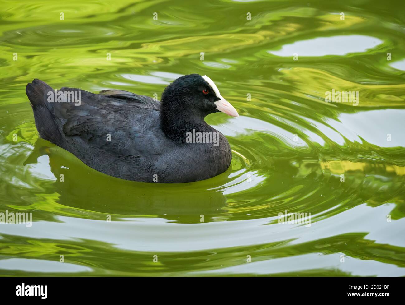 Detail portrait of an Eurasian coot or American Coot swimming in ...