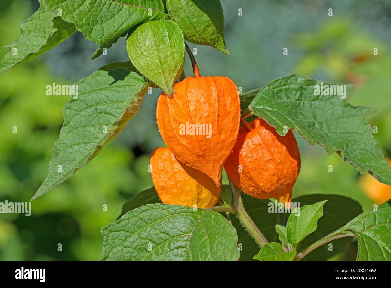 Chinese lantern flower, Physalis alkekengi, with ripe fruits Stock ...