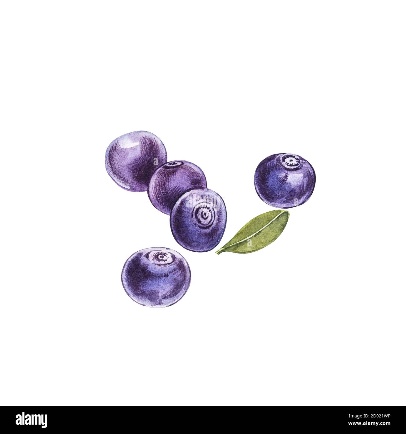 Blueberry. Watercolor botanical illustration. Hand drawn watercolor ...