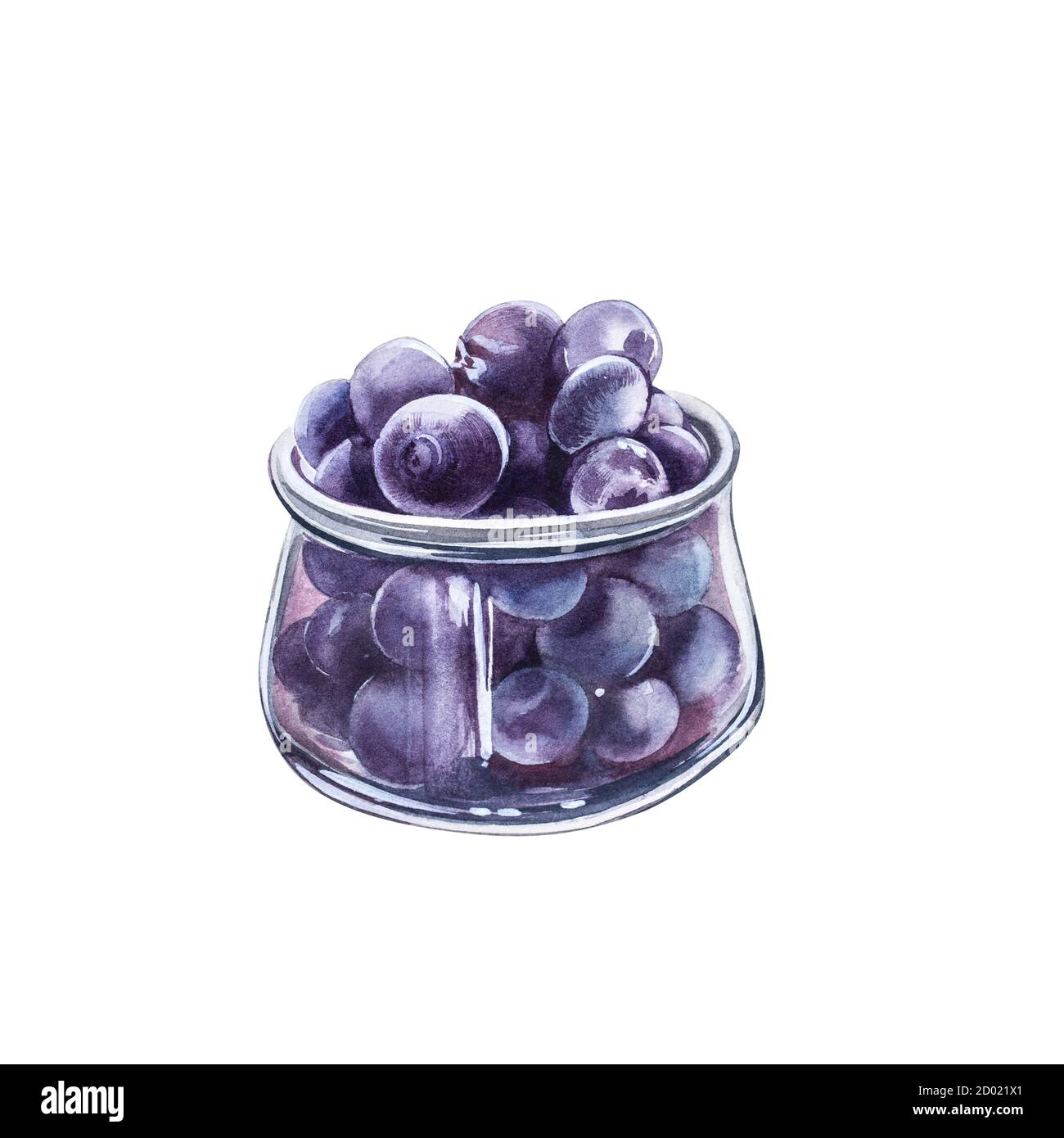 Blueberry. Watercolor botanical illustration. Hand drawn watercolor ...