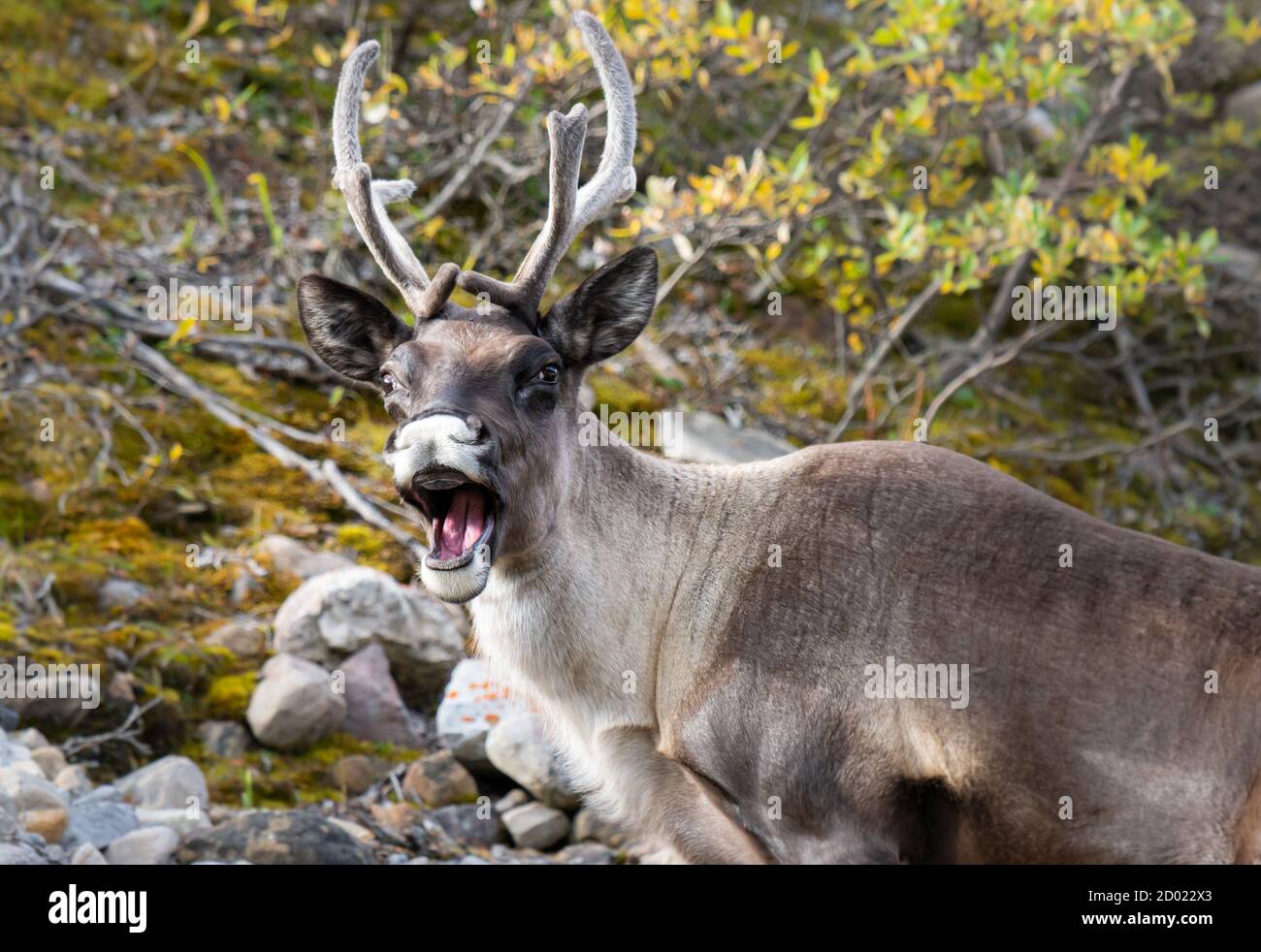 Caribou in the wild Stock Photo - Alamy