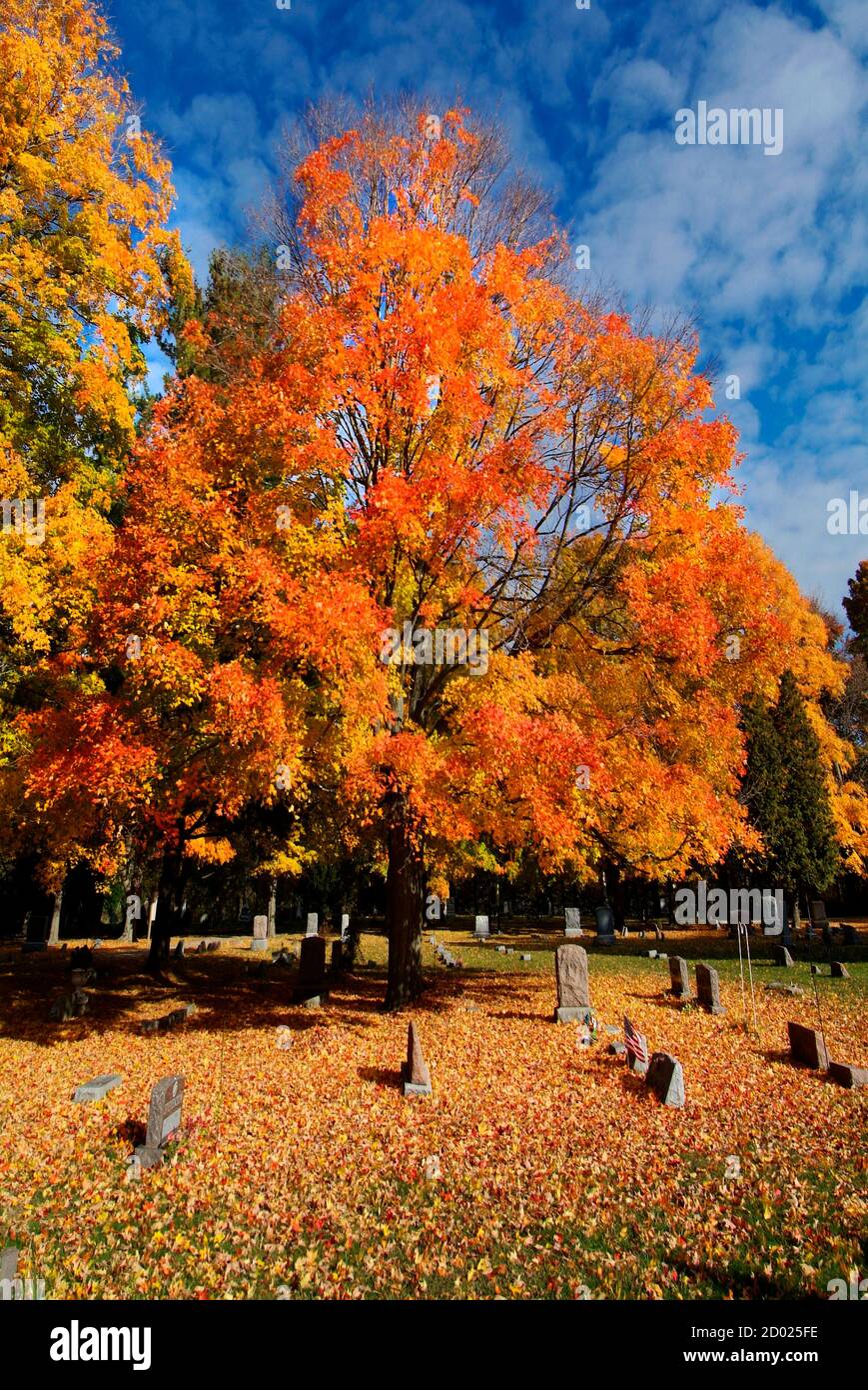 Beautiful fall color foliage in full autumn beauty with a cemetery ...