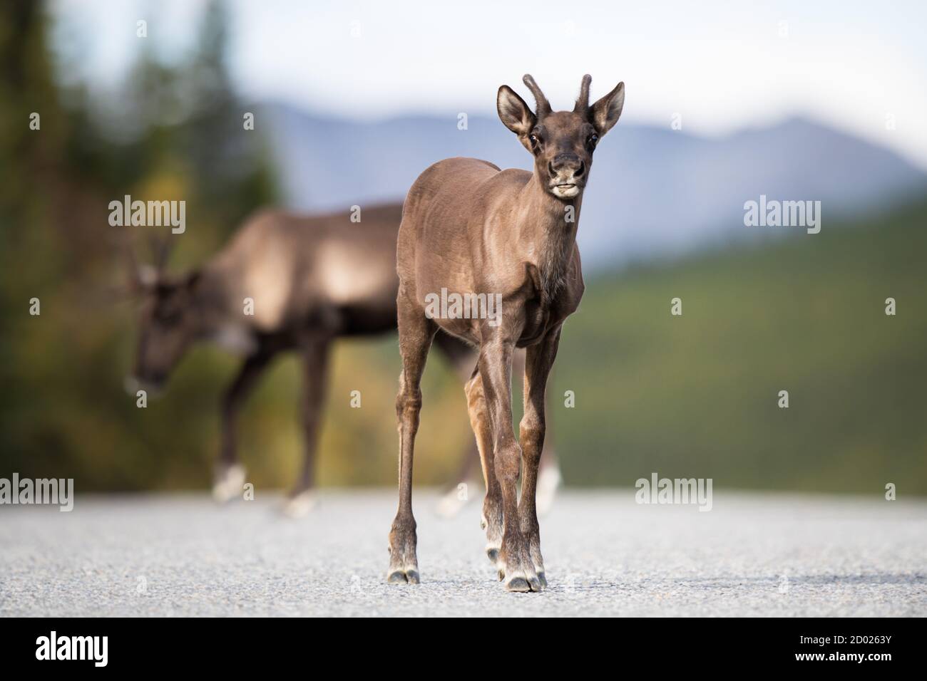 Caribou in the wild Stock Photo - Alamy