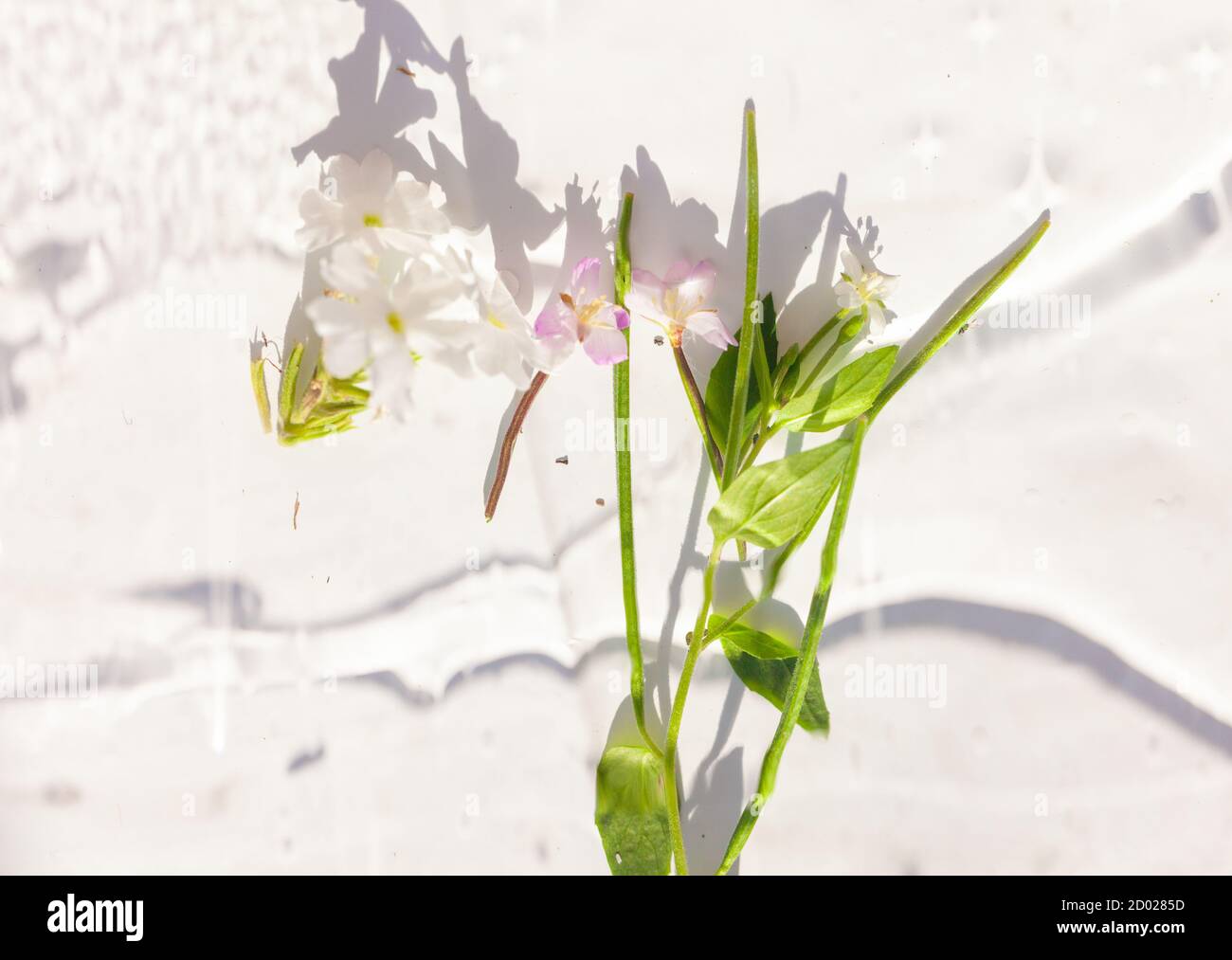 Tracing Us - Fine Art / Still Life Concept - White & Pink Flower ...