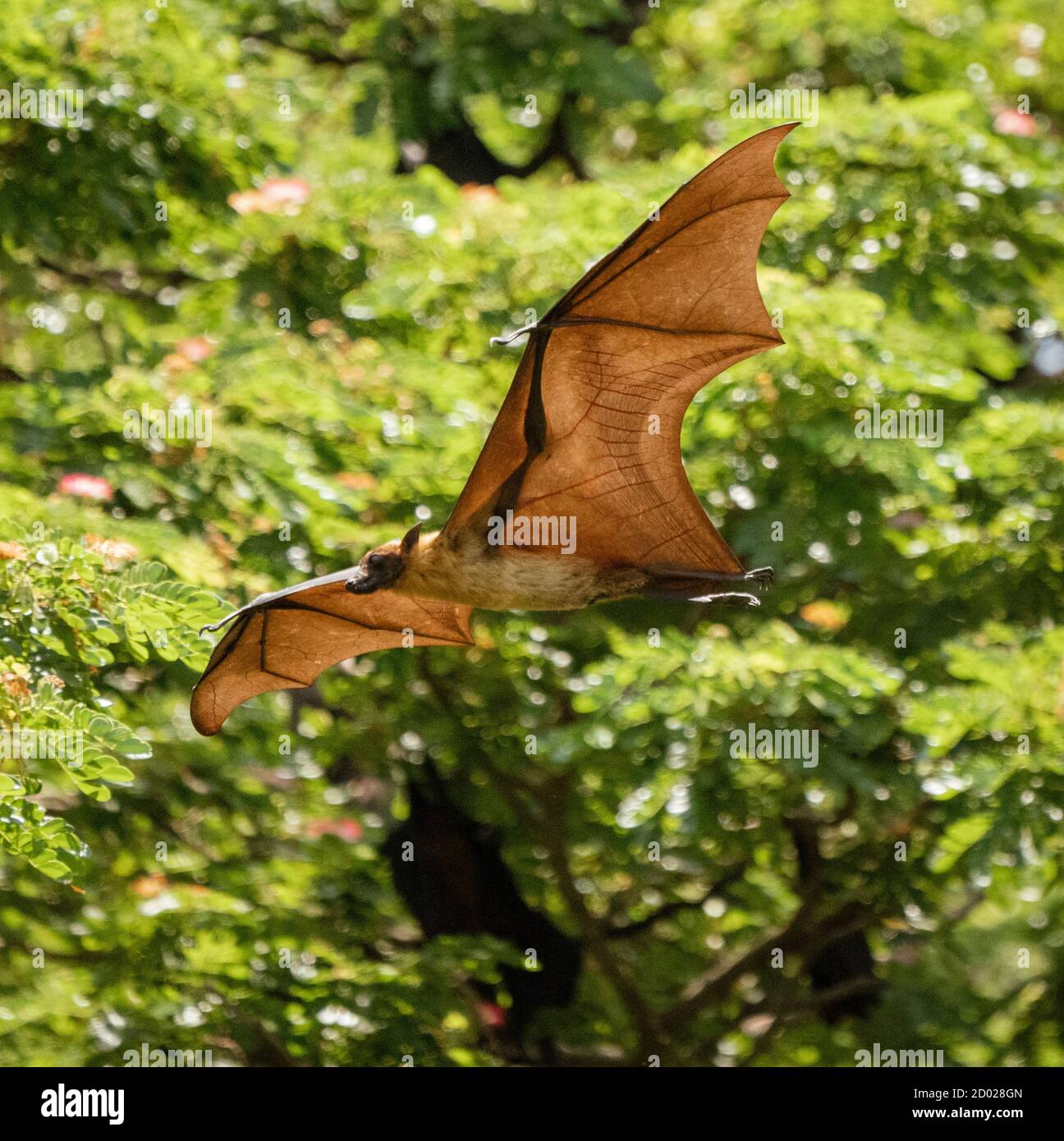 Large Bat Flies During Day Showing Translucent Wings in Sri Lanka Stock ...