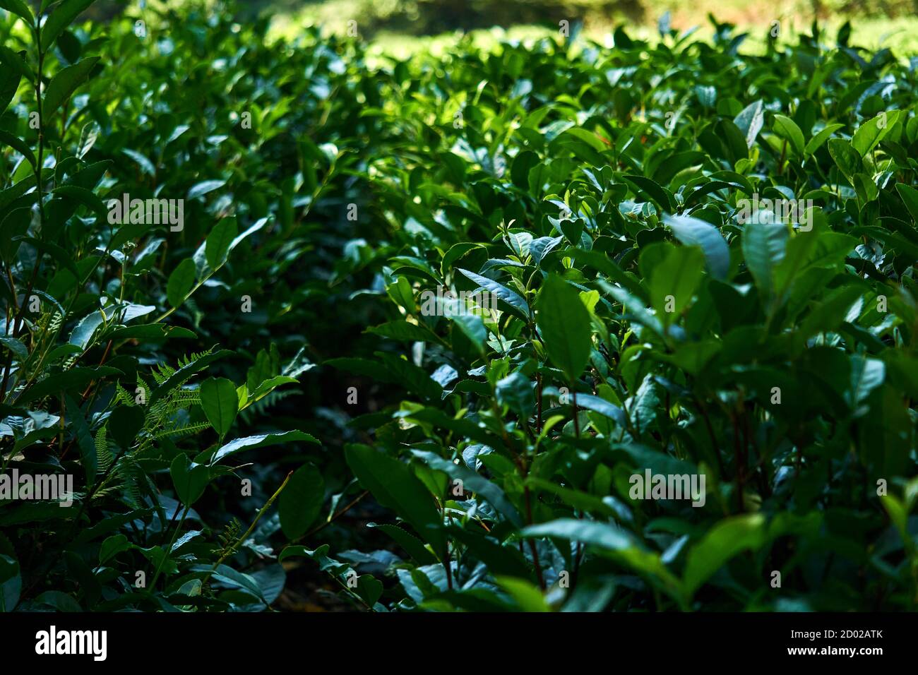 view of a tea plantation, front leaves in focus, background with rows ...