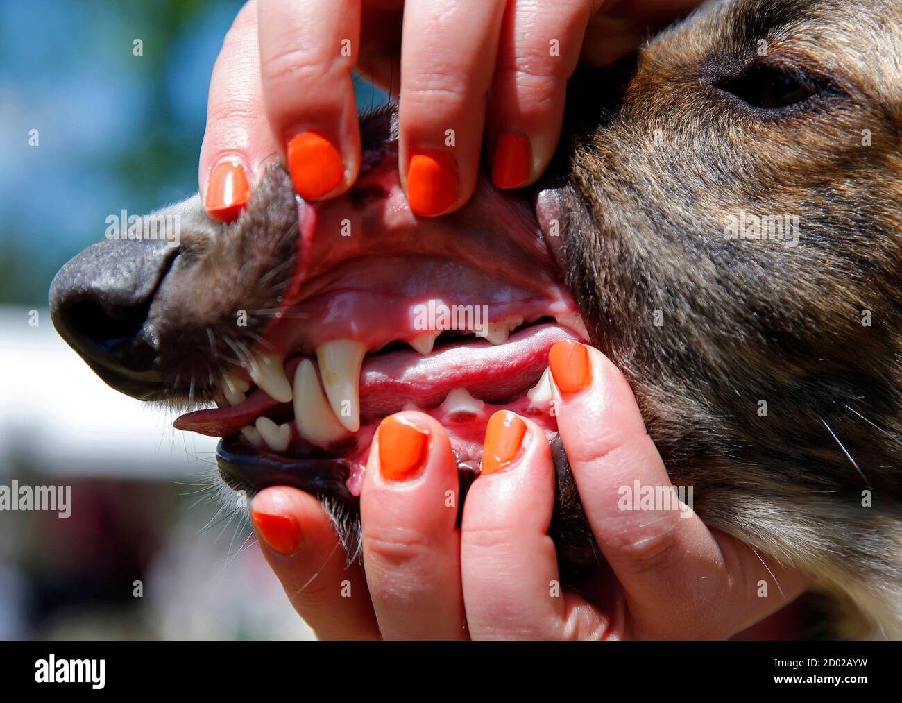 Why Is My Dog Showing Her Teeth