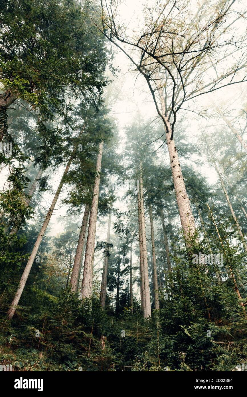 Very large forest hi-res stock photography and images - Alamy