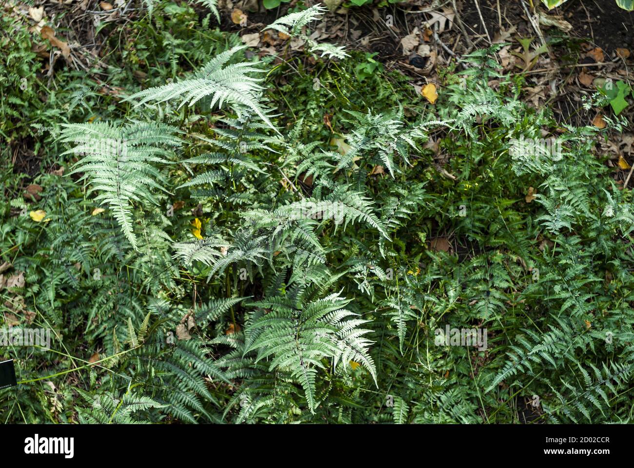 Closeup of lady fern, Athyrium filix-femina Stock Photo - Alamy