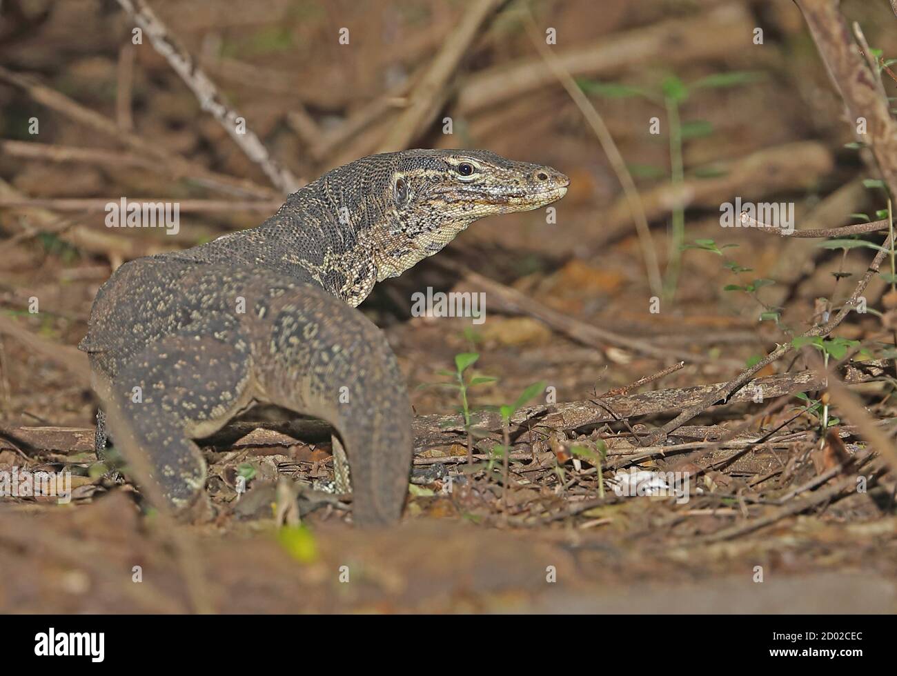 Asian Water Monitor (Varanus salvator) adult walking through forest ...