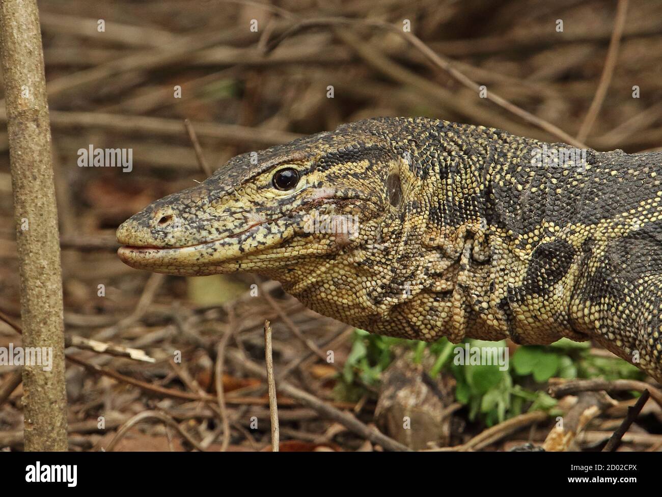 Asian Water Monitor (Varanus salvator) close up of adults head Bali ...