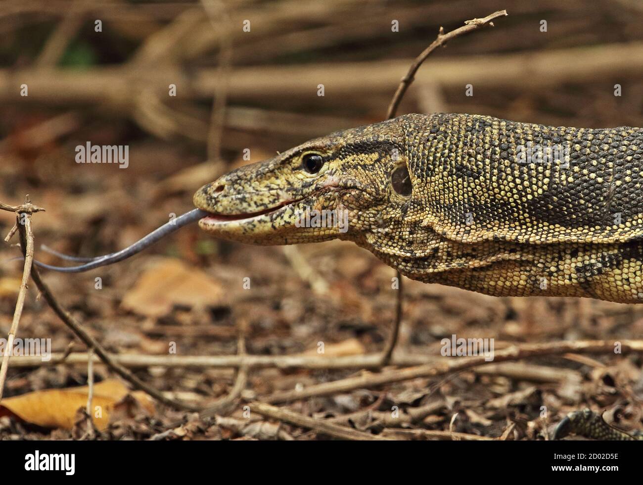 Asian Water Monitor (Varanus salvator) close up of adults head Bali ...