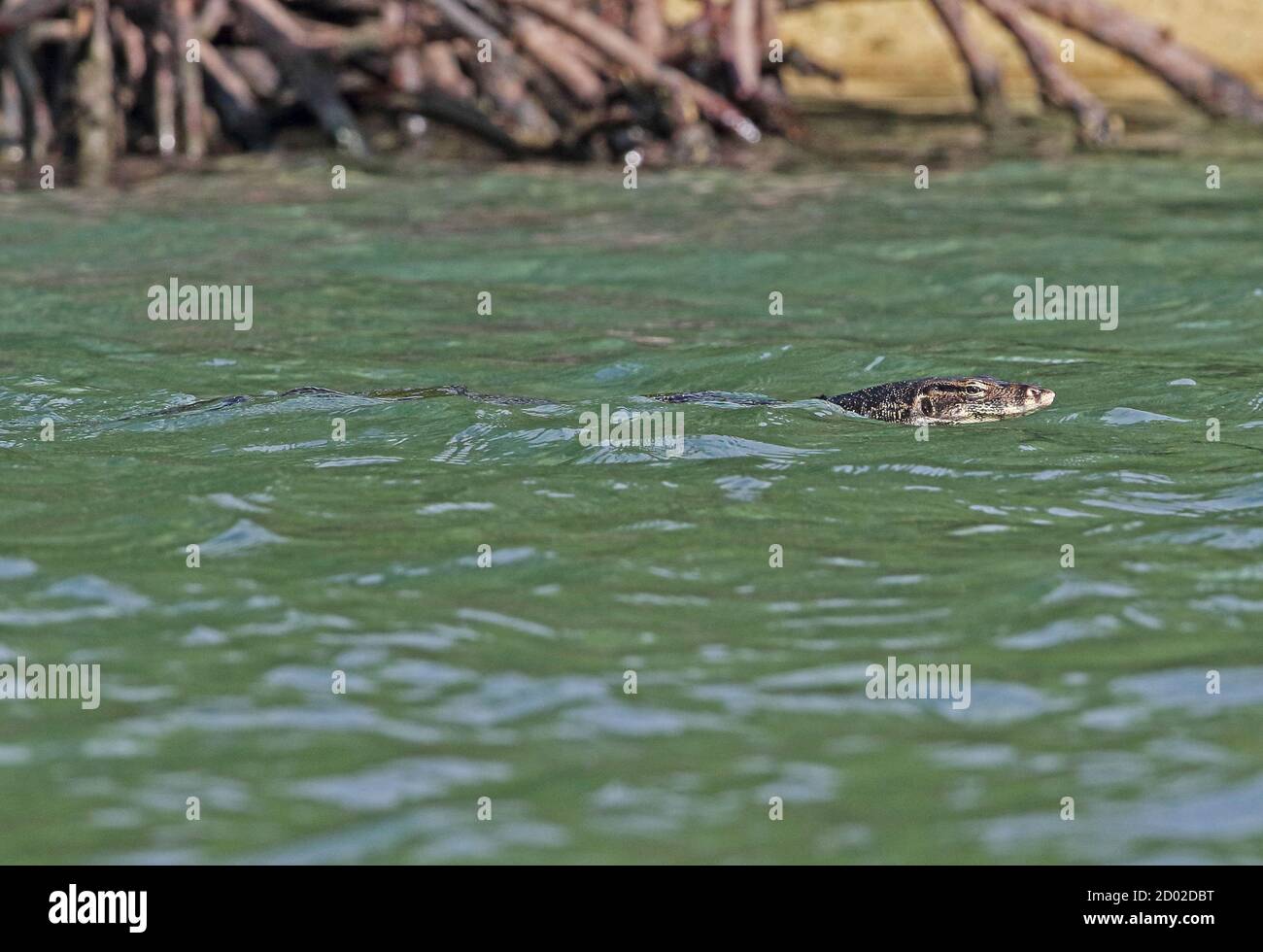 Asian Water Monitor (Varanus salvator) adult swimming in sea Bali Barat ...