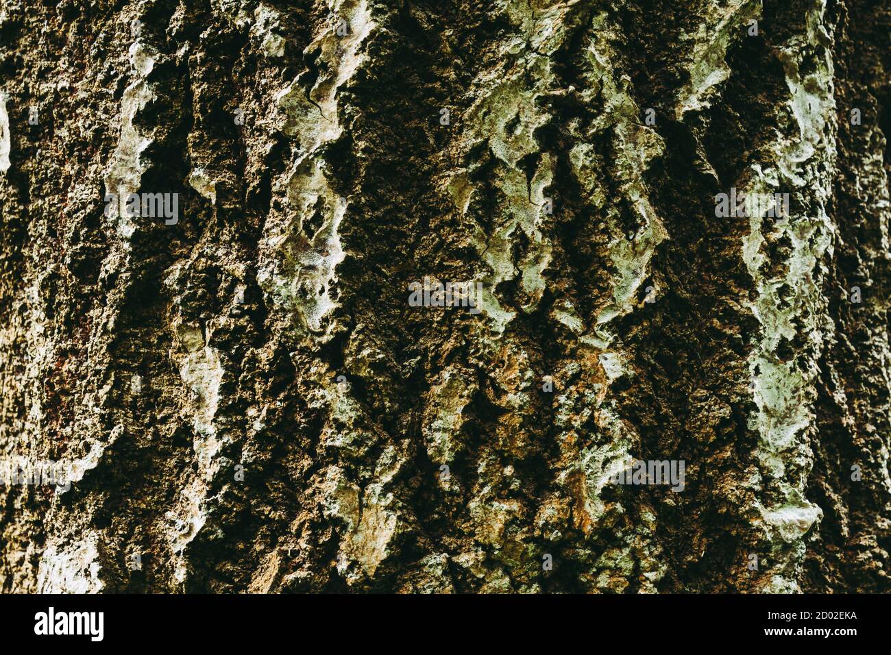 Bark stone pattern hi-res stock photography and images - Alamy