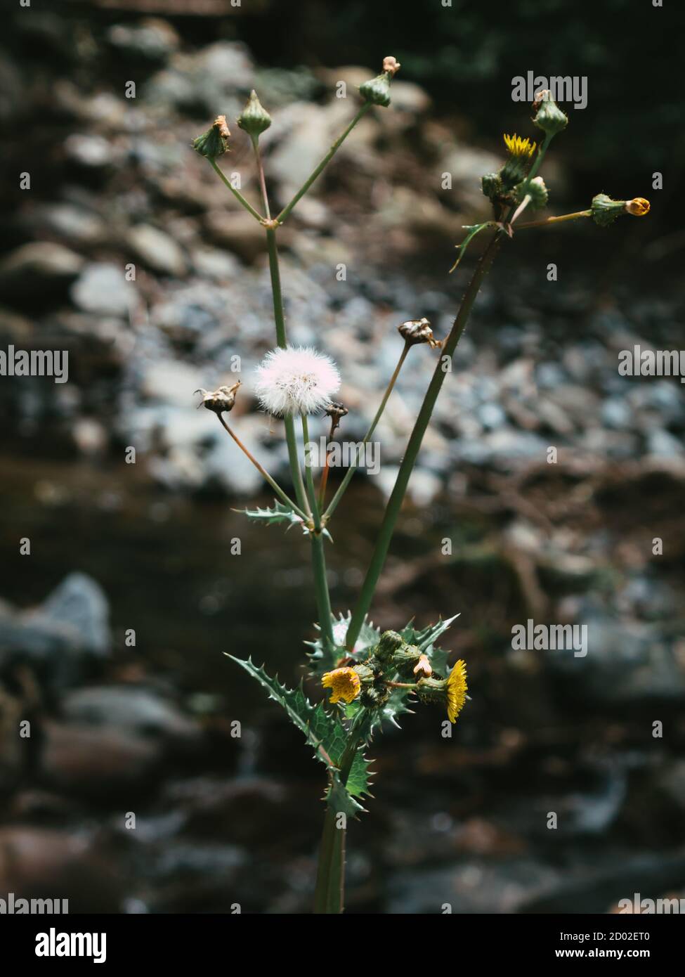 Life cycle of a dandelion hi-res stock photography and images - Alamy