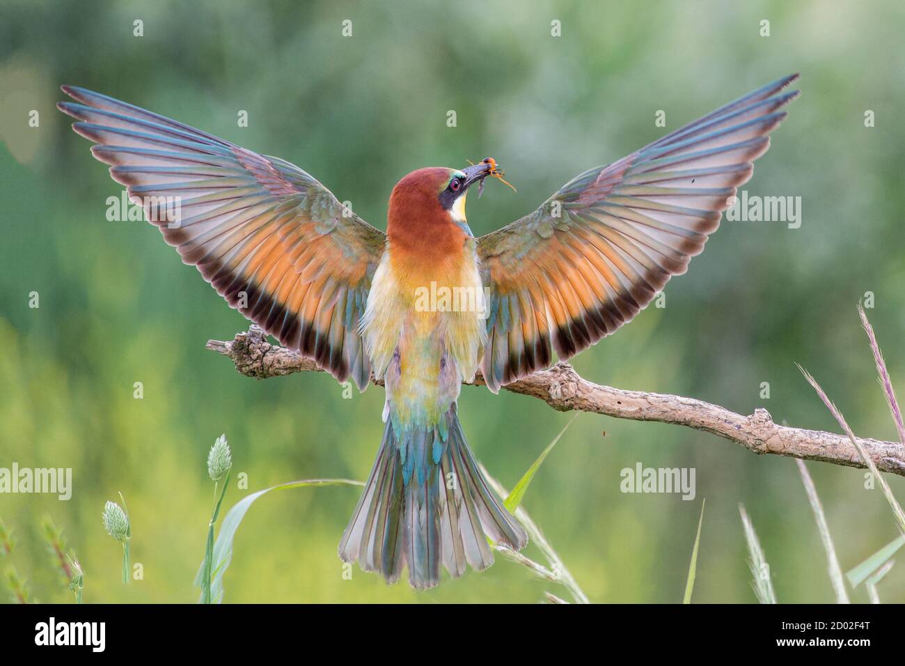 Bee eater in flight hi-res stock photography and images - Alamy