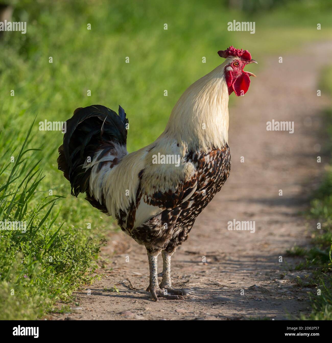 Chicken male on a green field with open bill (Gallus gallus domesticus ...