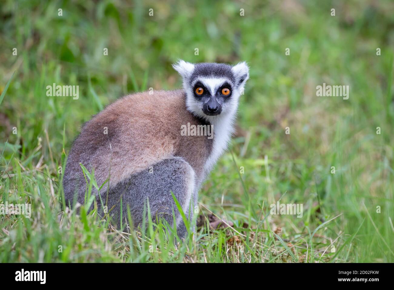 Ring-tailed lemur in the grass (Lemur catta), Anja Reserve, Madagascar ...